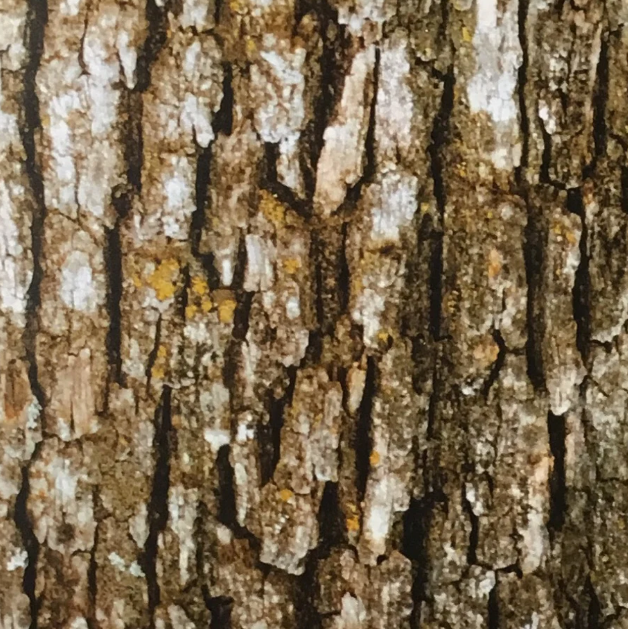 TREE BARK – Dip Fusion